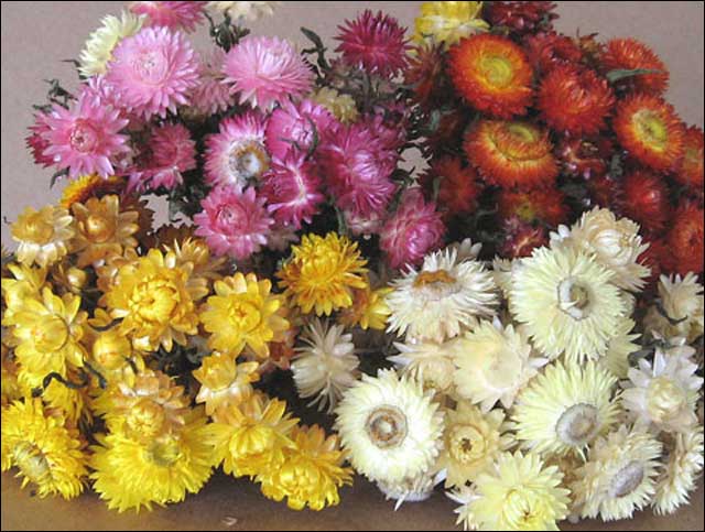 Colonial Sense: How-To Guides: Outdoors: Dried Flower Arrangements ...